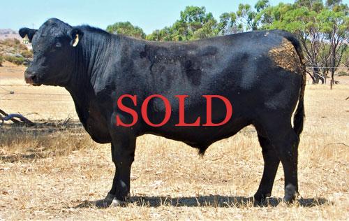 Angus Bulls For Sale - Bottlesford Murray Greys & Angus