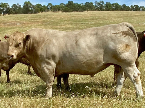 Current Murray Grey Sires - Bottlesford Murray Greys & Angus