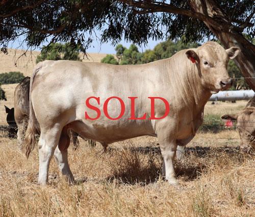 Murray Grey Bulls For Sale - Bottlesford Murray Greys & Angus