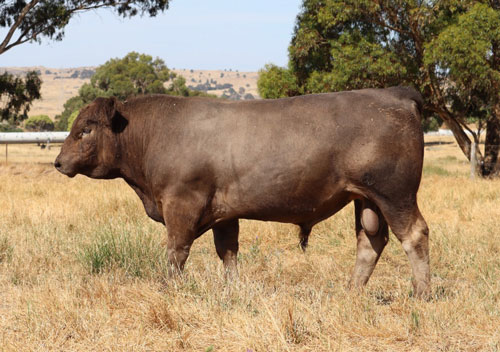 Murray Grey Bulls For Sale - Bottlesford Murray Greys & Angus
