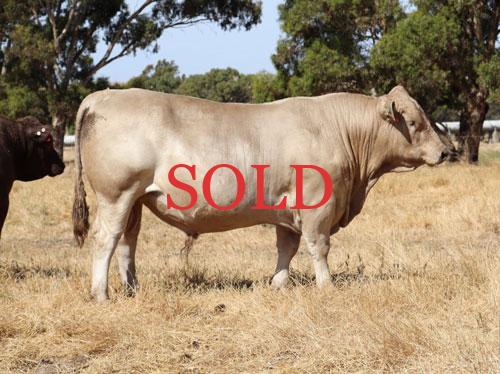 Murray Grey Bulls For Sale - Bottlesford Murray Greys & Angus